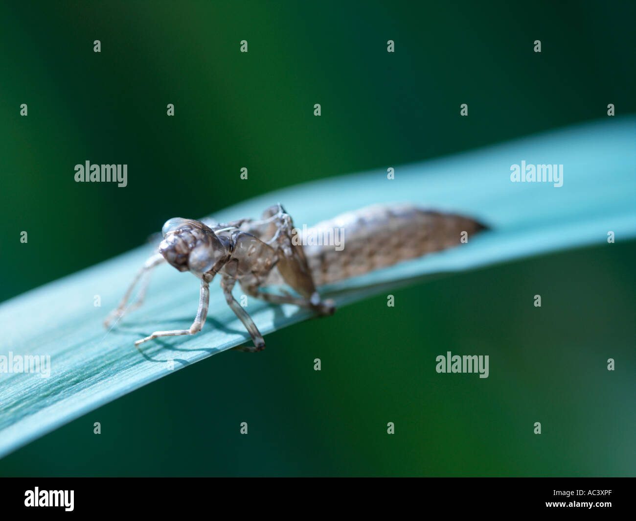 Ciclo di vita della libellula immagini e fotografie stock ad alta ...