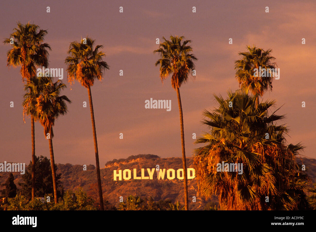 Hollywood Sign e palme Hollywood Los Angeles California Foto stock - Alamy