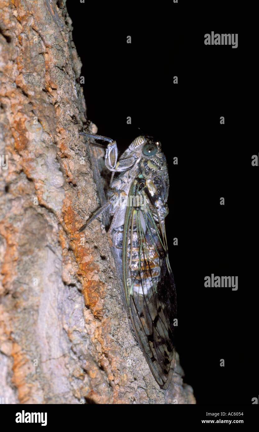 Cicala di cicale immagini e fotografie stock ad alta risoluzione - Alamy