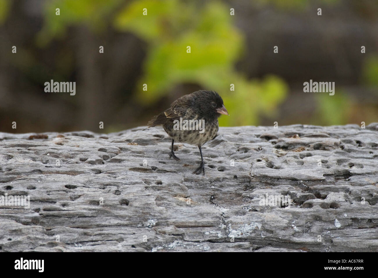Grande fringuello terrestre delle galapagos immagini e fotografie stock ...
