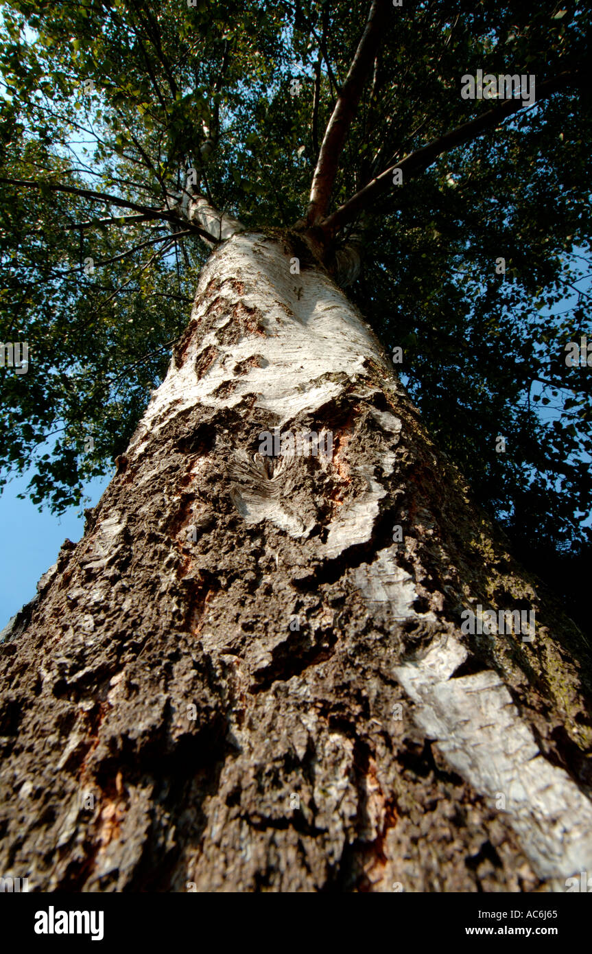 Tronco d'albero betulla pendula betulla d'argento immagini e fotografie ...