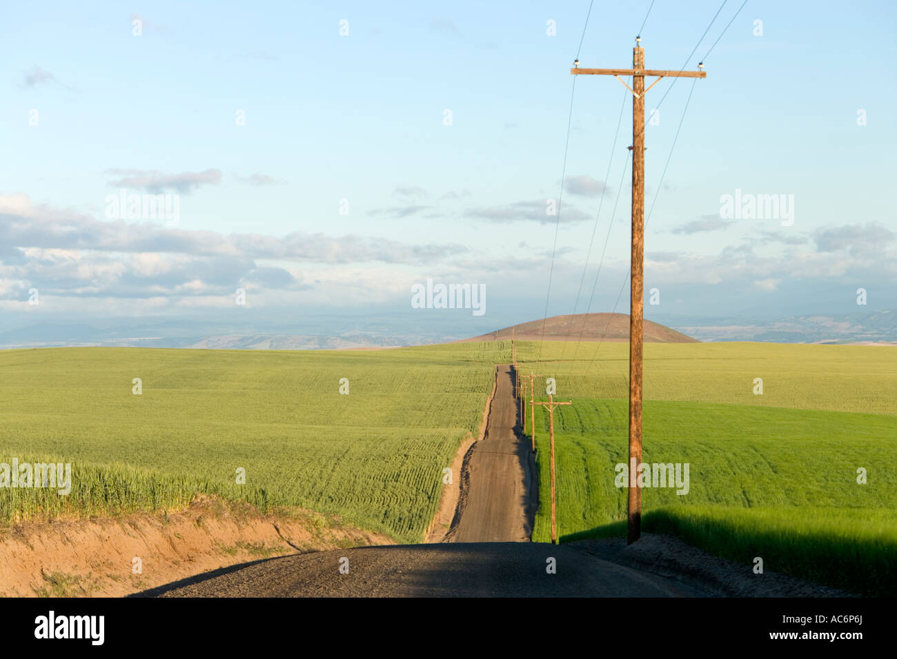Verde della strada della strada campestre campi di grano di primavera ...