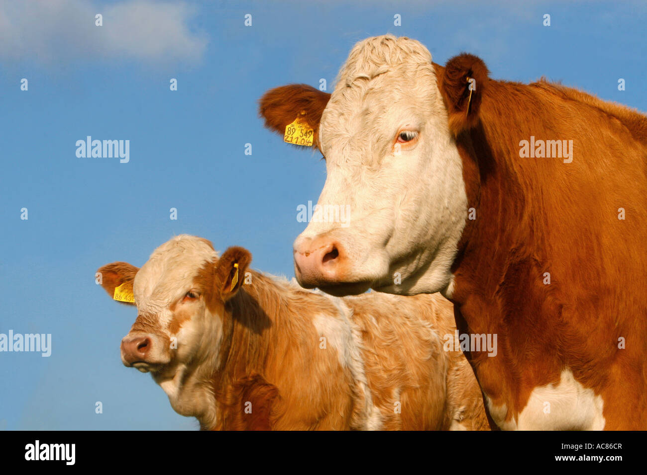 Due mucche stanno in piedi immagini e fotografie stock ad alta ...
