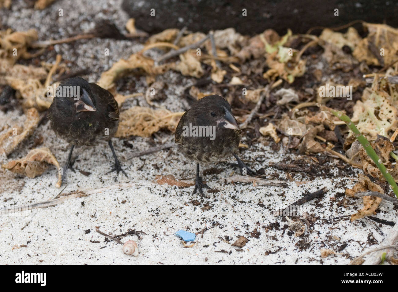 Grande fringuello terrestre delle galapagos immagini e fotografie stock ...