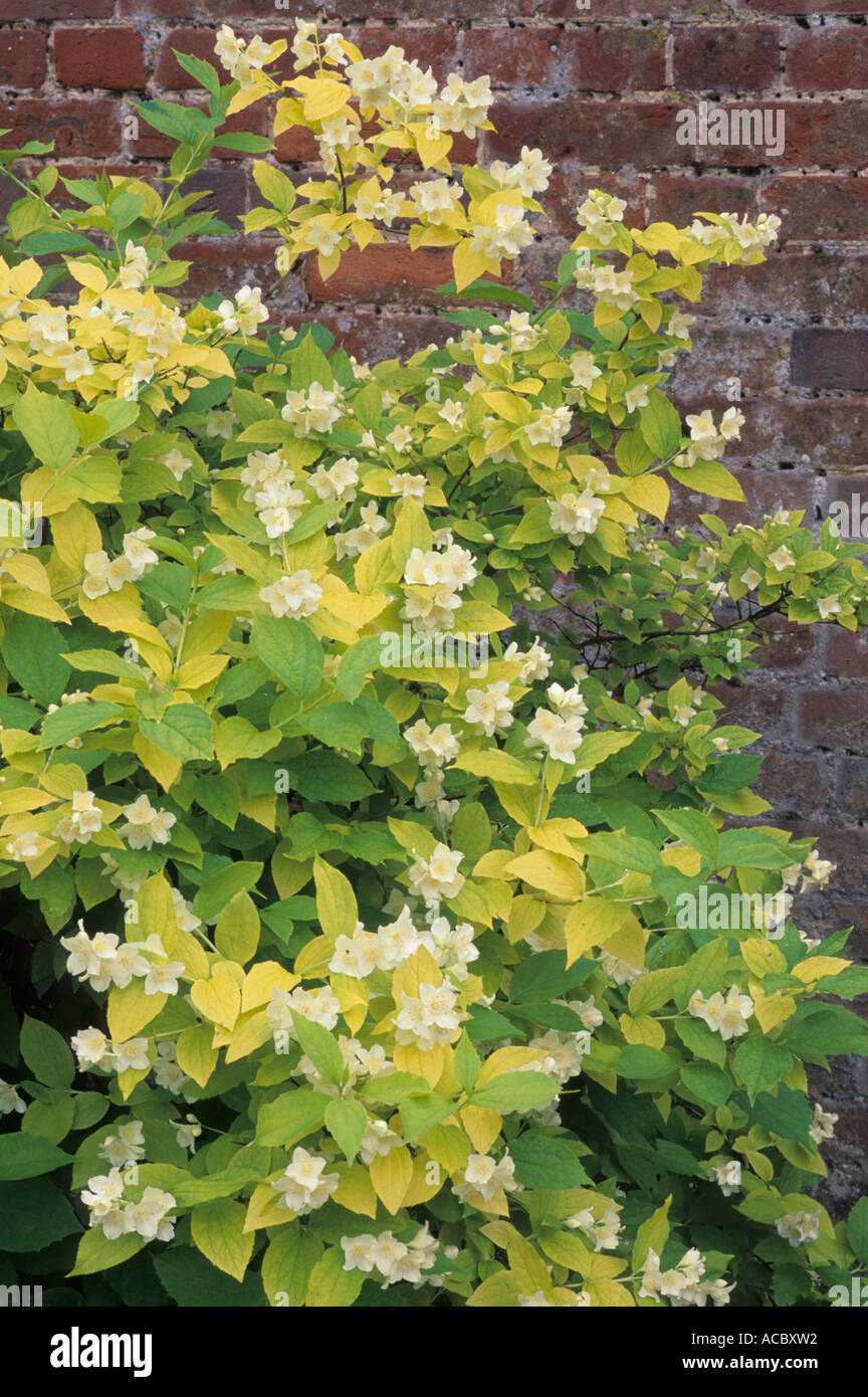 Philadelphus coronarius aureus immagini e fotografie stock ad alta ...