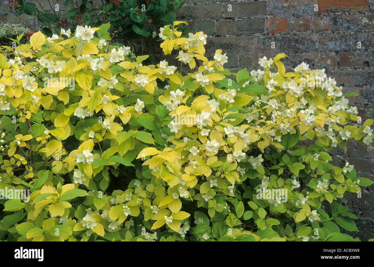 Philadelphus coronarius aureus immagini e fotografie stock ad alta ...