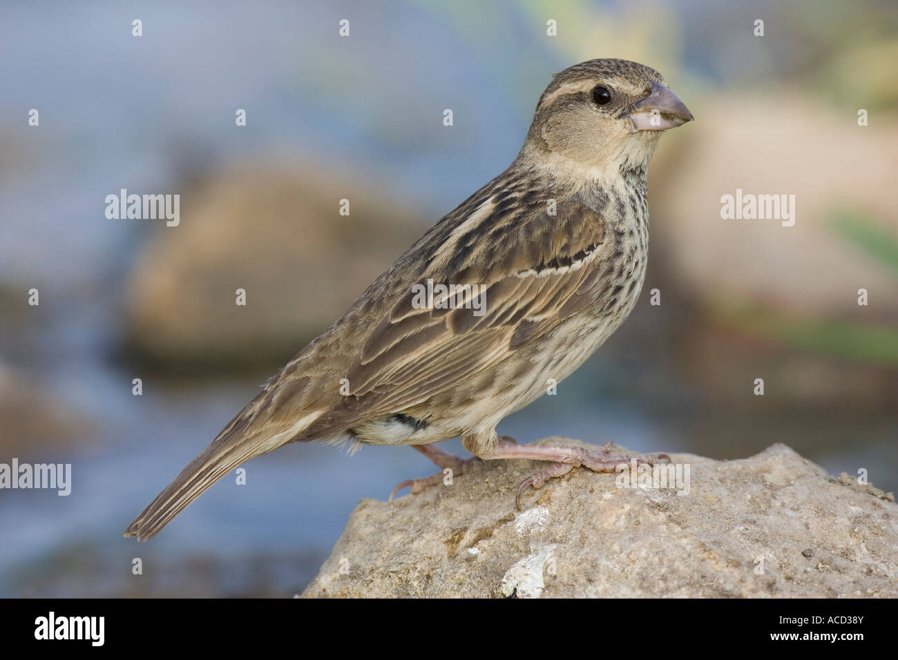Passero di roccia appollaiato immagini e fotografie stock ad alta ...