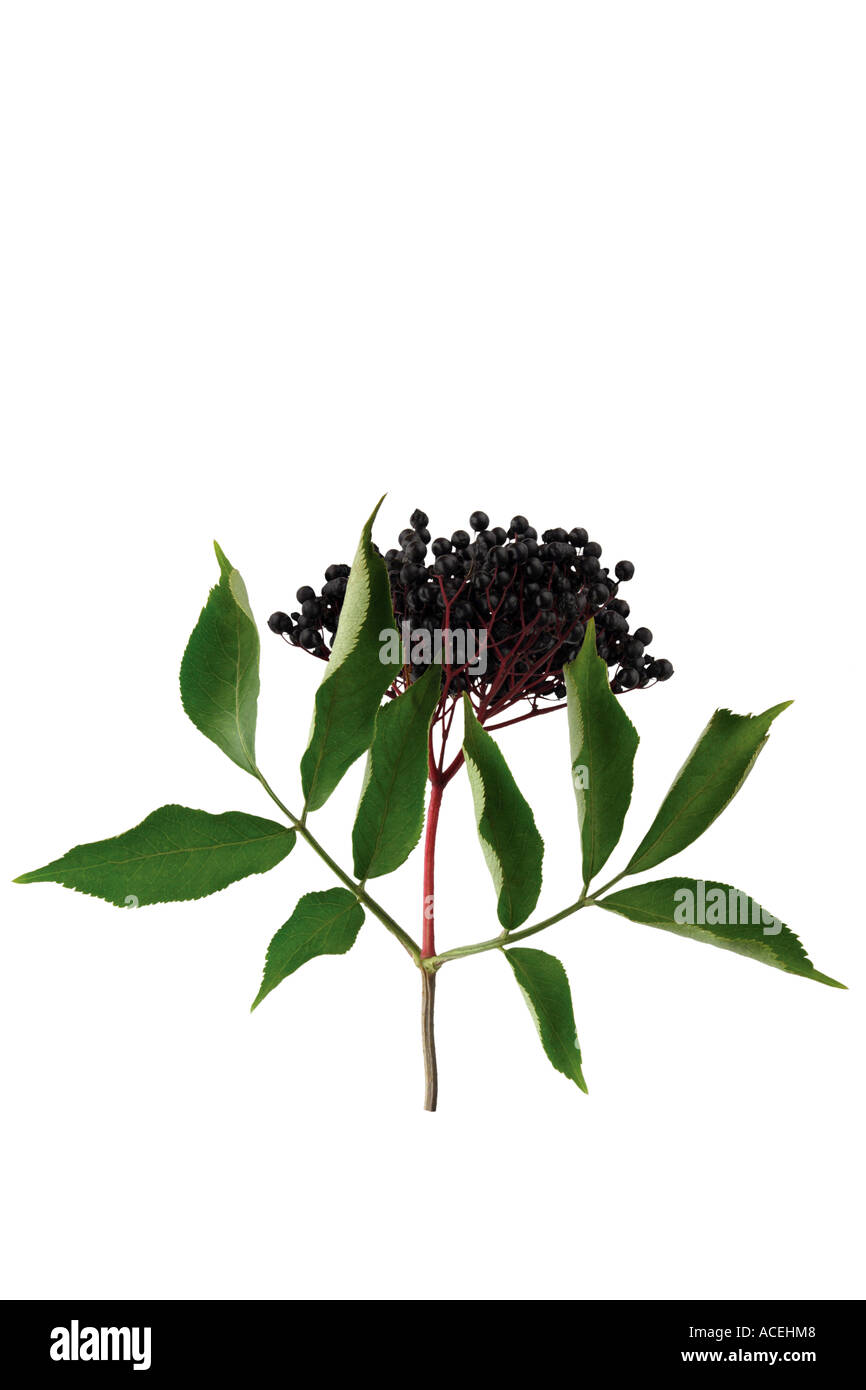 Sambucus illustration immagini e fotografie stock ad alta risoluzione ...