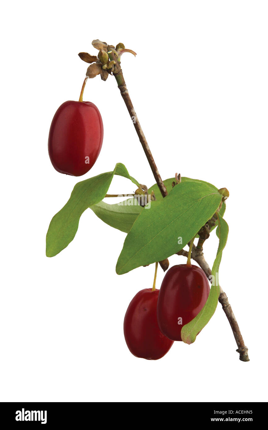 Cornus mas illustration immagini e fotografie stock ad alta risoluzione ...