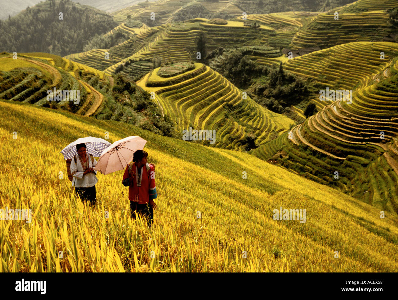 Longsheng Cina Guangxi Zhuang donne sulle risaie a terrazze di Longji ...