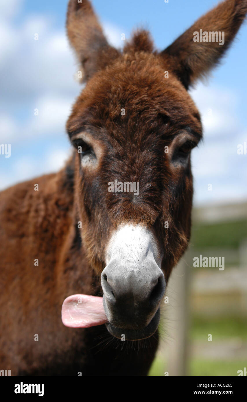 Un asino fuori la sua lingua soffia un lampone a Donkey Sanctuary ...