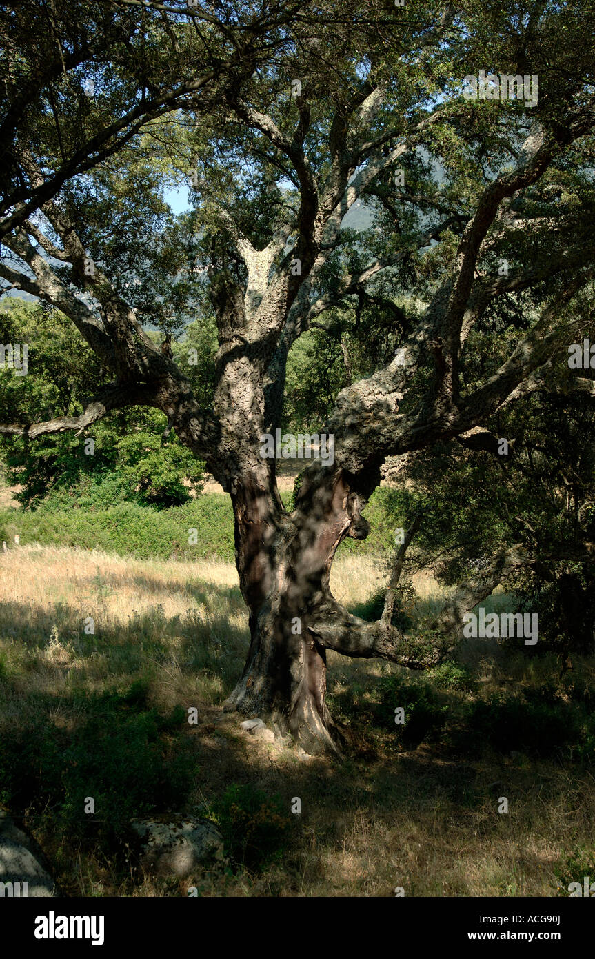 Il leccio holly oak live oak Quercus ilex un vecchio albero con tronco ...