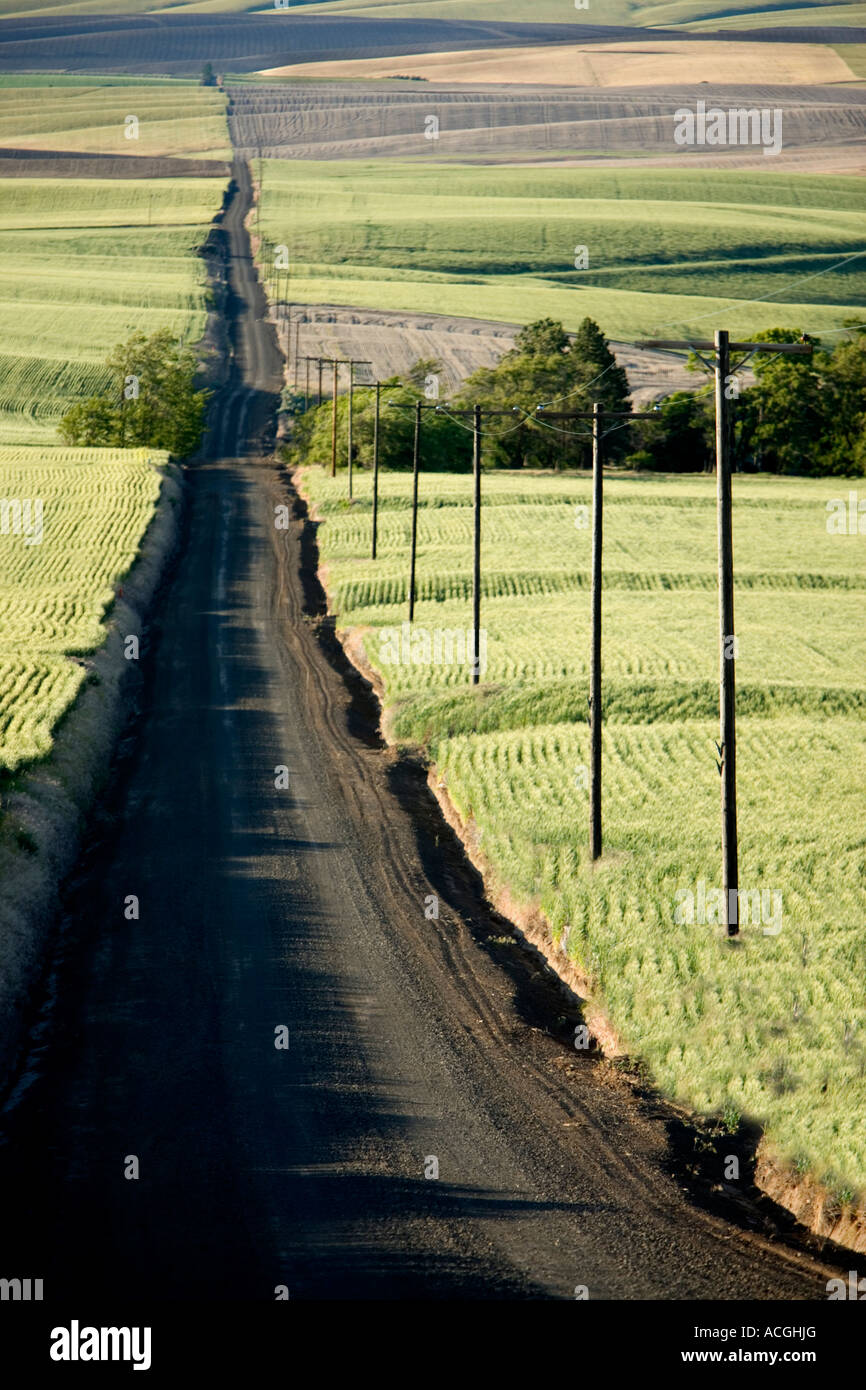 Verde della strada della strada campestre campi di grano di primavera ...