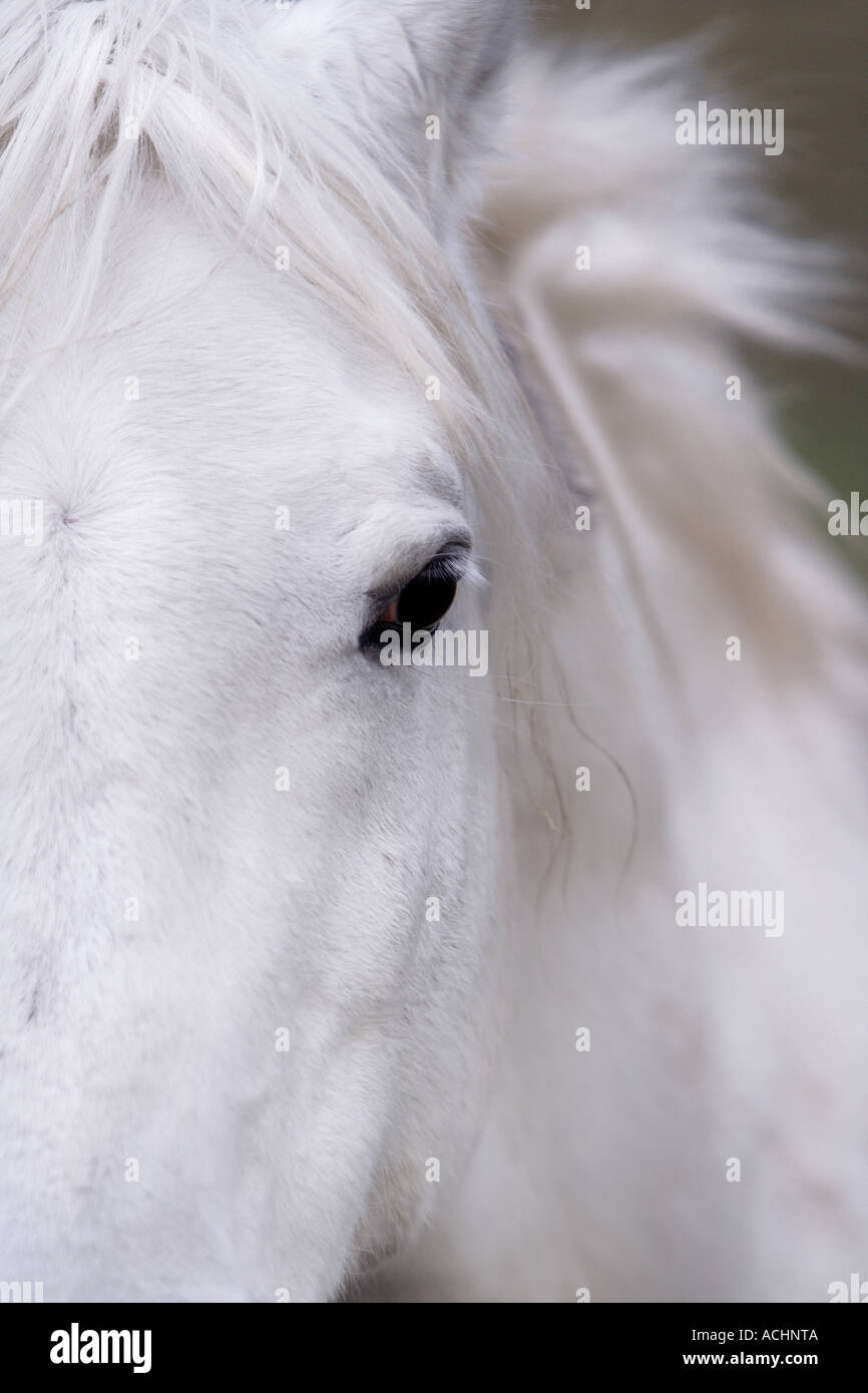 Cavalli dal muso bianco immagini e fotografie stock ad alta risoluzione ...