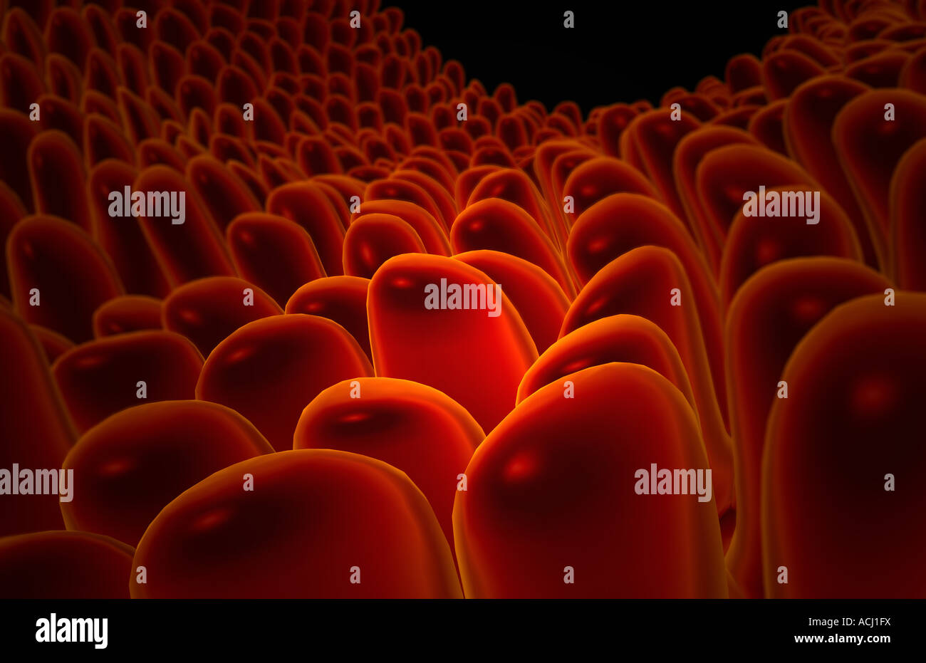 Microvilli intestinali immagini e fotografie stock ad alta risoluzione ...