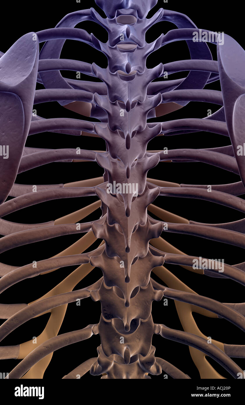 Thoracic vertebrae immagini e fotografie stock ad alta risoluzione - Alamy