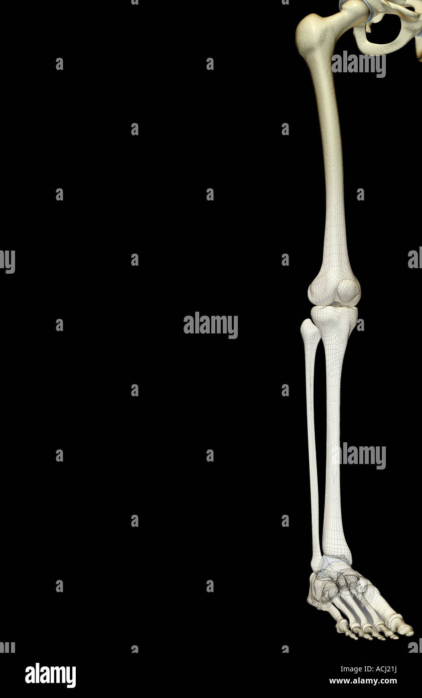 Ossa delle gambe inferiori immagini e fotografie stock ad alta ...