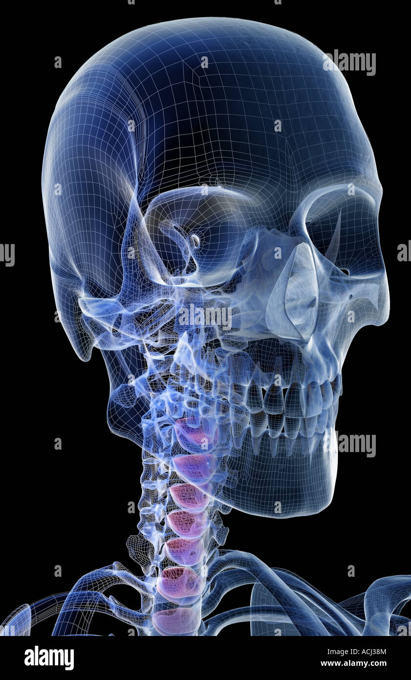 Ossa umane del cranio e del collo immagini e fotografie stock ad alta risoluzione - Pagina 2 - Alamy