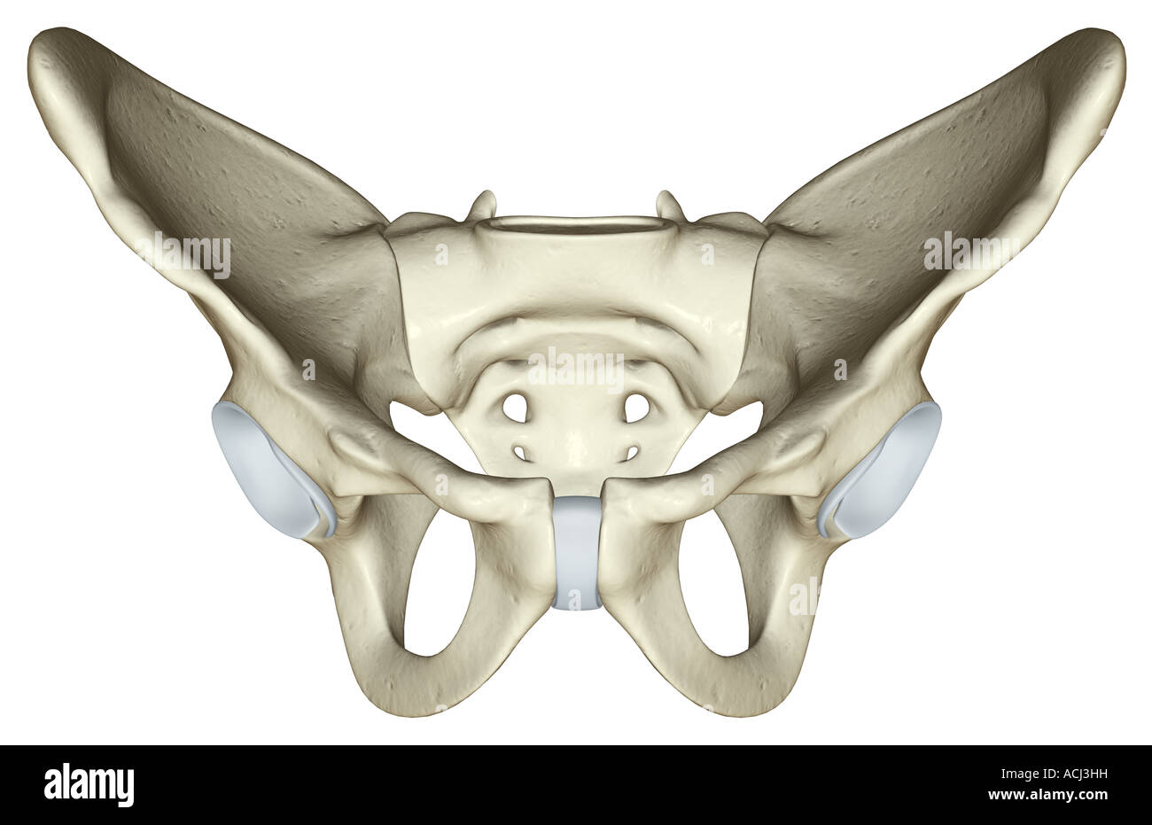 Ossa del bacino immagini e fotografie stock ad alta risoluzione - Alamy