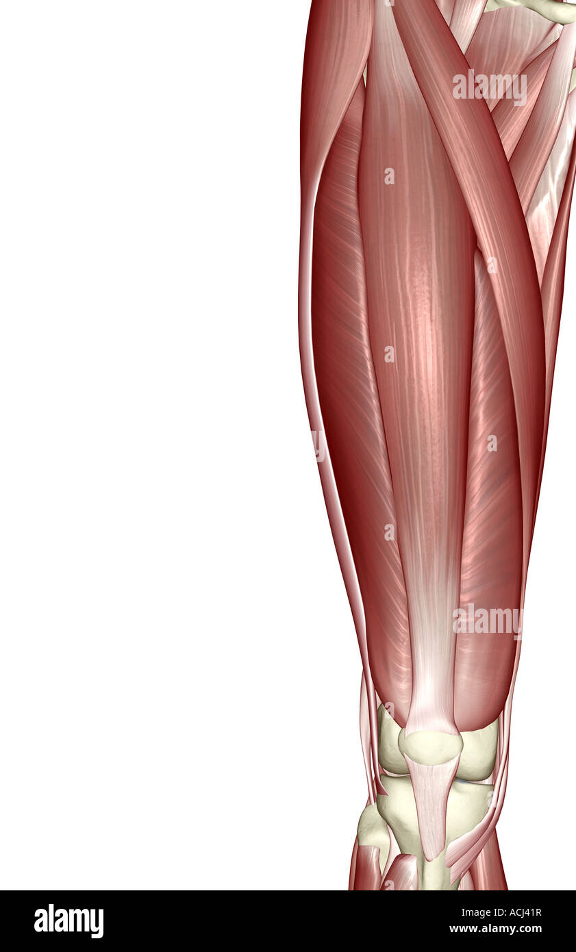 Muscoli anatomia coscia immagini e fotografie stock ad alta risoluzione ...