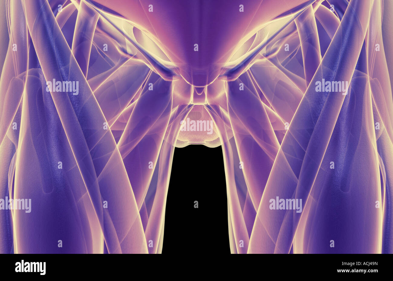 Muscoli Del Bacino Immagini e Fotos Stock - Alamy
