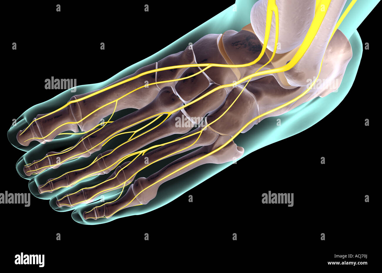 Nervi digitali dorsali immagini e fotografie stock ad alta risoluzione ...