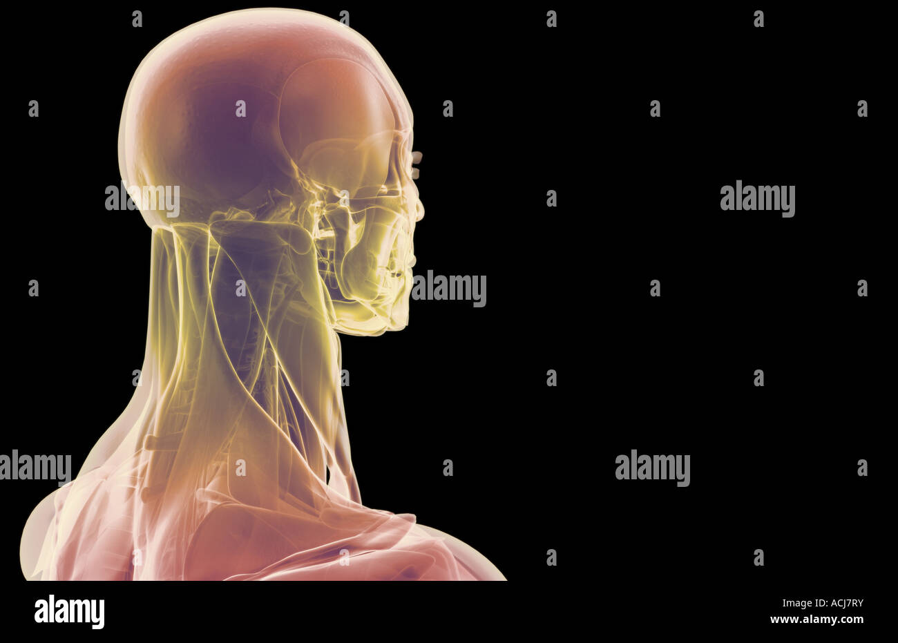 Anatomia Della Testa Del Collo Immagini e Fotos Stock - Pagina 9 - Alamy