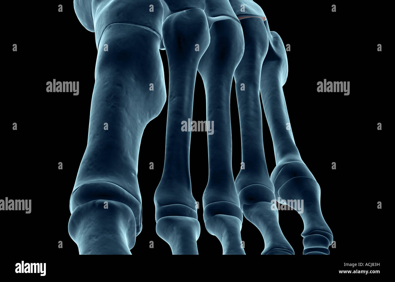 Ossa cuneiformi immagini e fotografie stock ad alta risoluzione - Alamy