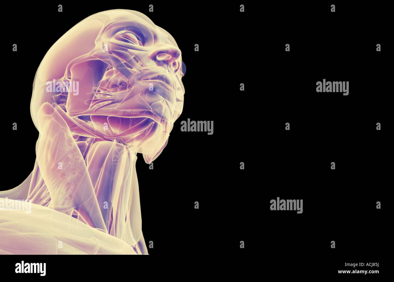 Anatomia Della Testa Del Collo Immagini e Fotos Stock - Pagina 9 - Alamy