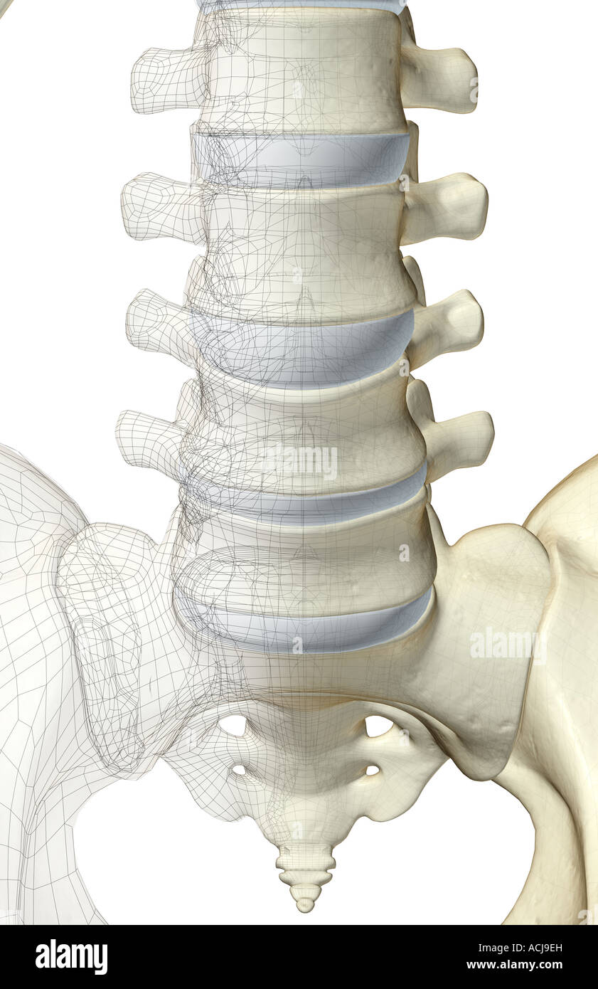 Vertebra lombare immagini e fotografie stock ad alta risoluzione - Alamy