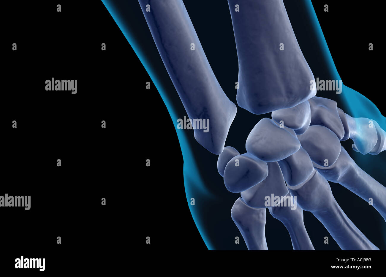 Anatomia del polso carpale immagini e fotografie stock ad alta ...