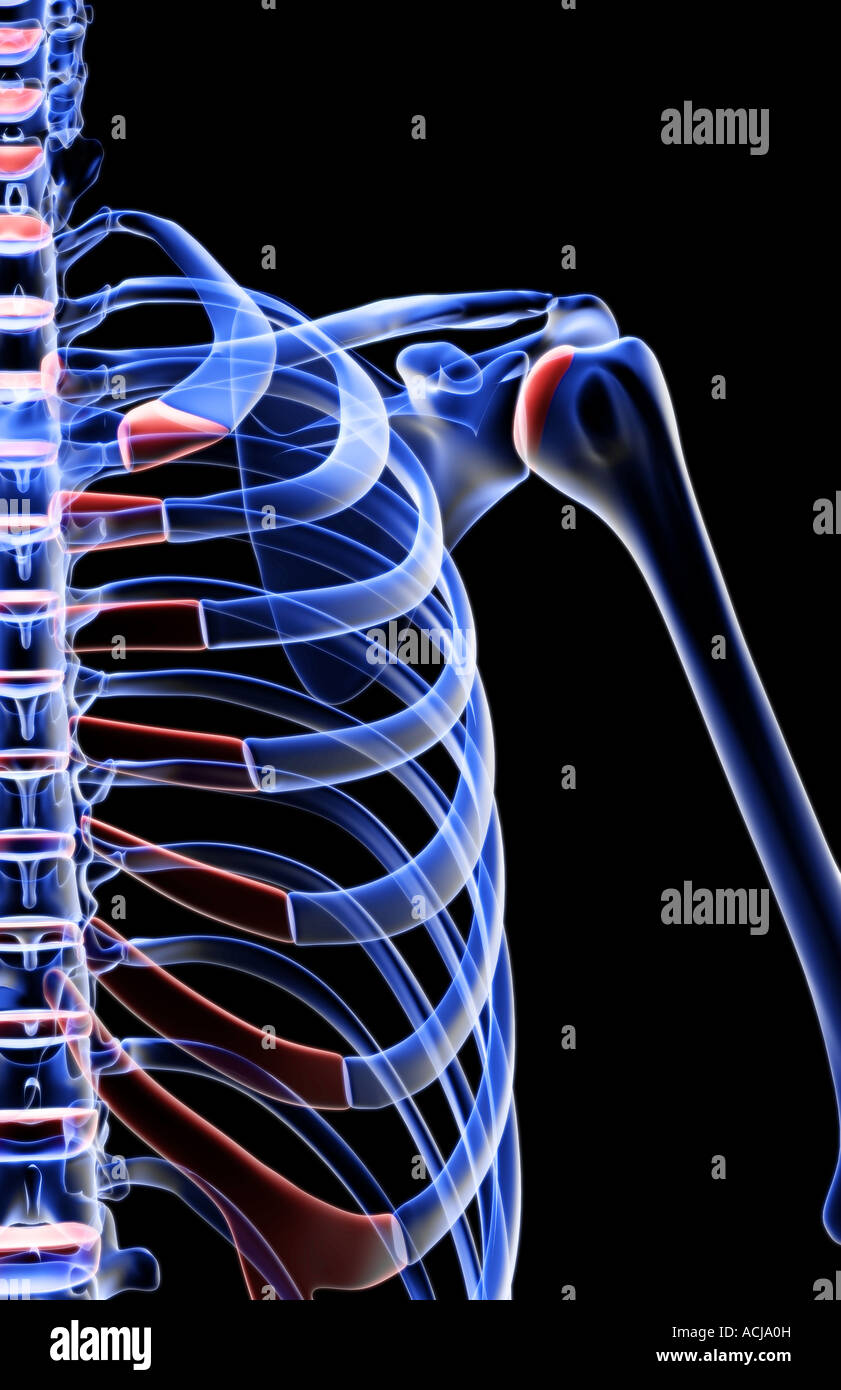 Struttura ossea della spalla immagini e fotografie stock ad alta ...