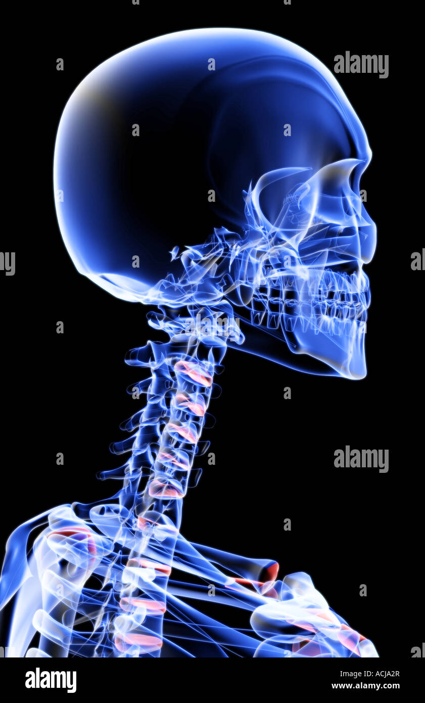 Anatomia della testa del collo immagini e fotografie stock ad alta ...