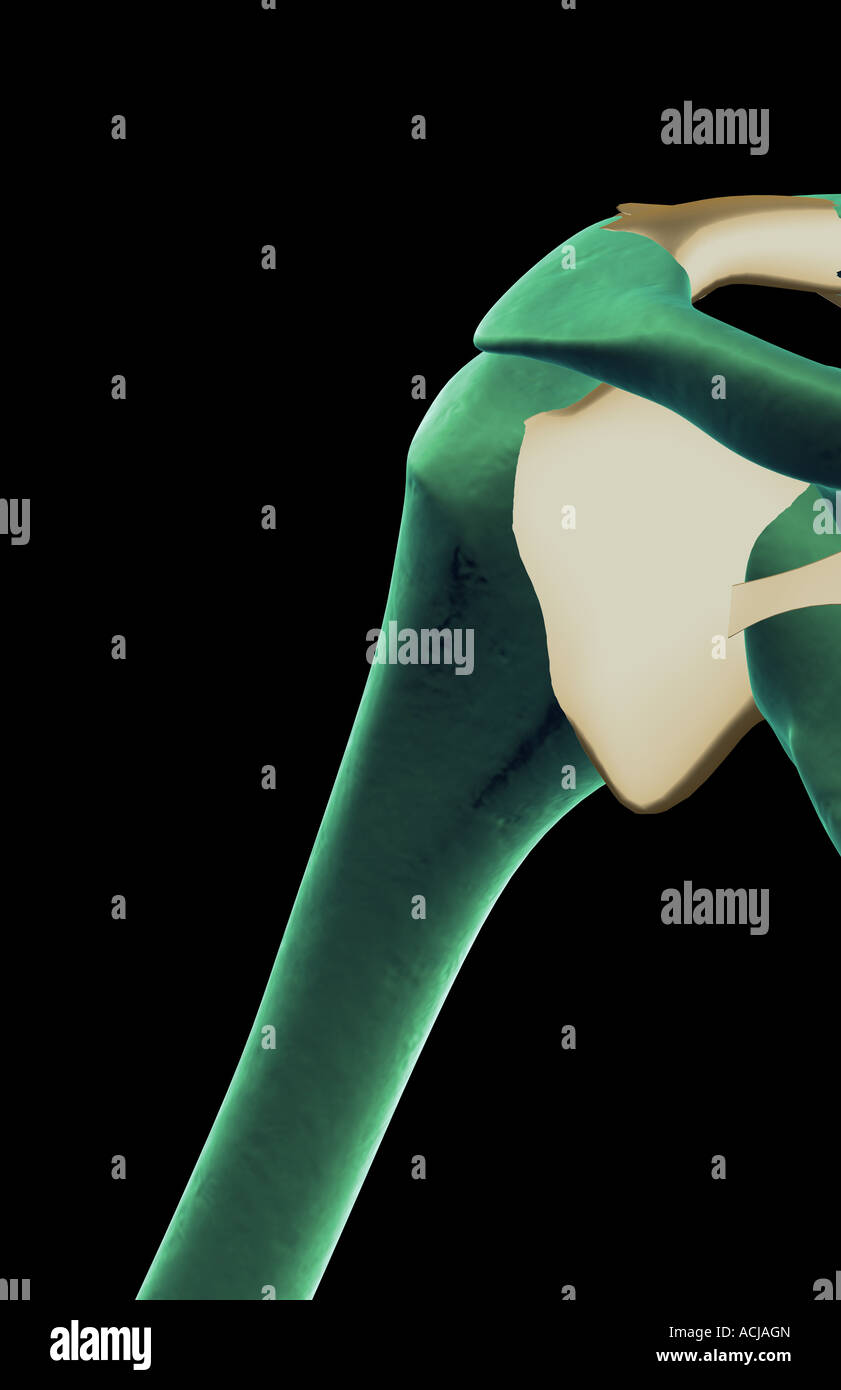 Legamenti della spalla umana immagini e fotografie stock ad alta ...