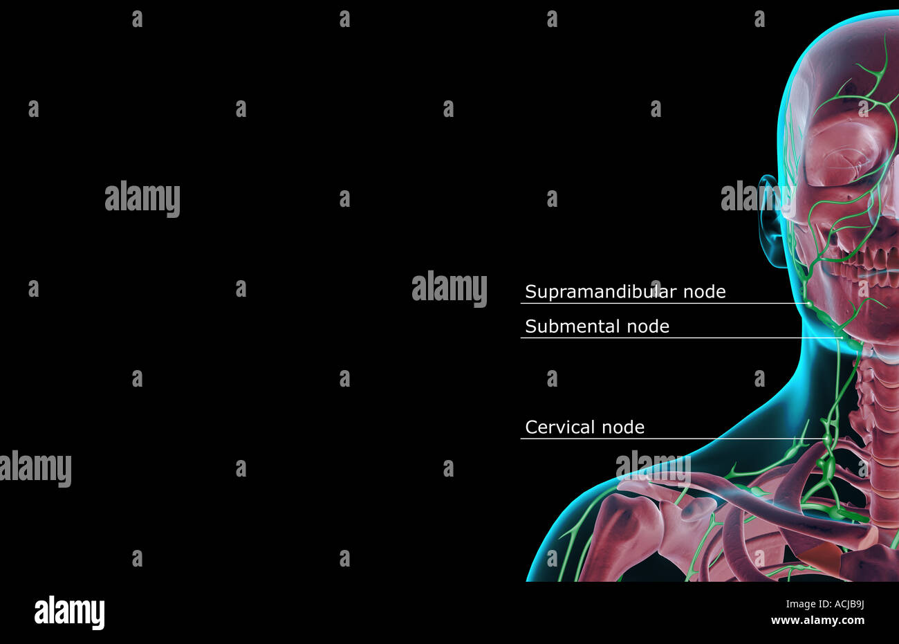 Linfonodi cervicali immagini e fotografie stock ad alta risoluzione - Alamy