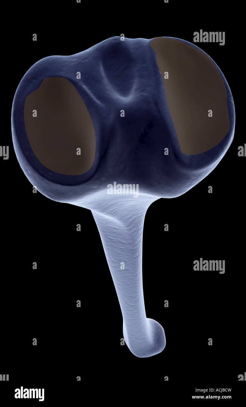 Ossa gamba anatomia visione laterale immagini e fotografie stock ad ...