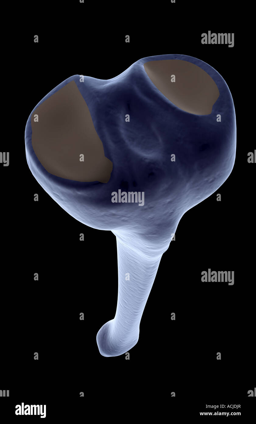 Ossa gamba anatomia visione laterale immagini e fotografie stock ad ...