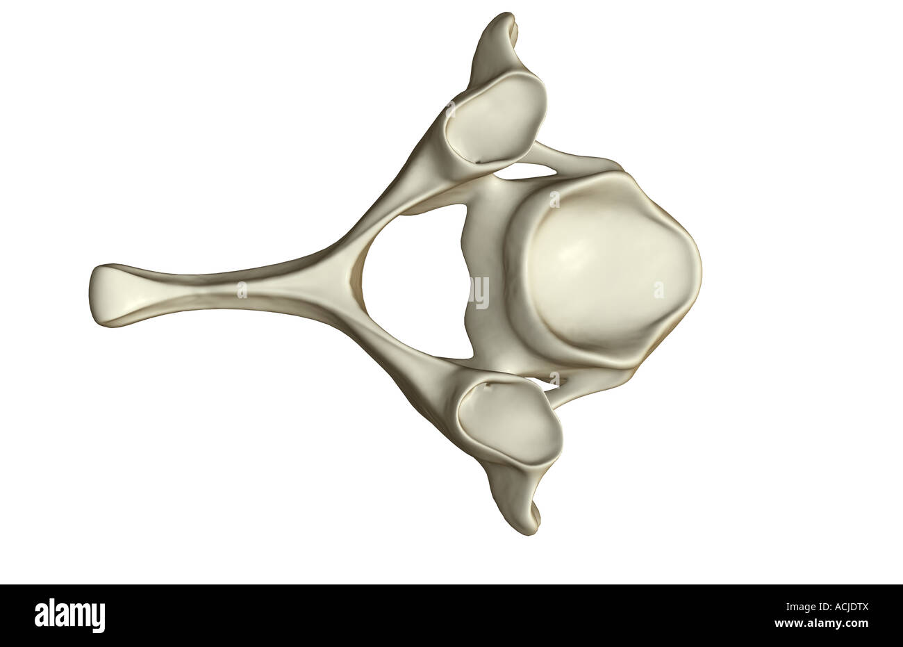 Processo spinoso delle ossa immagini e fotografie stock ad alta ...