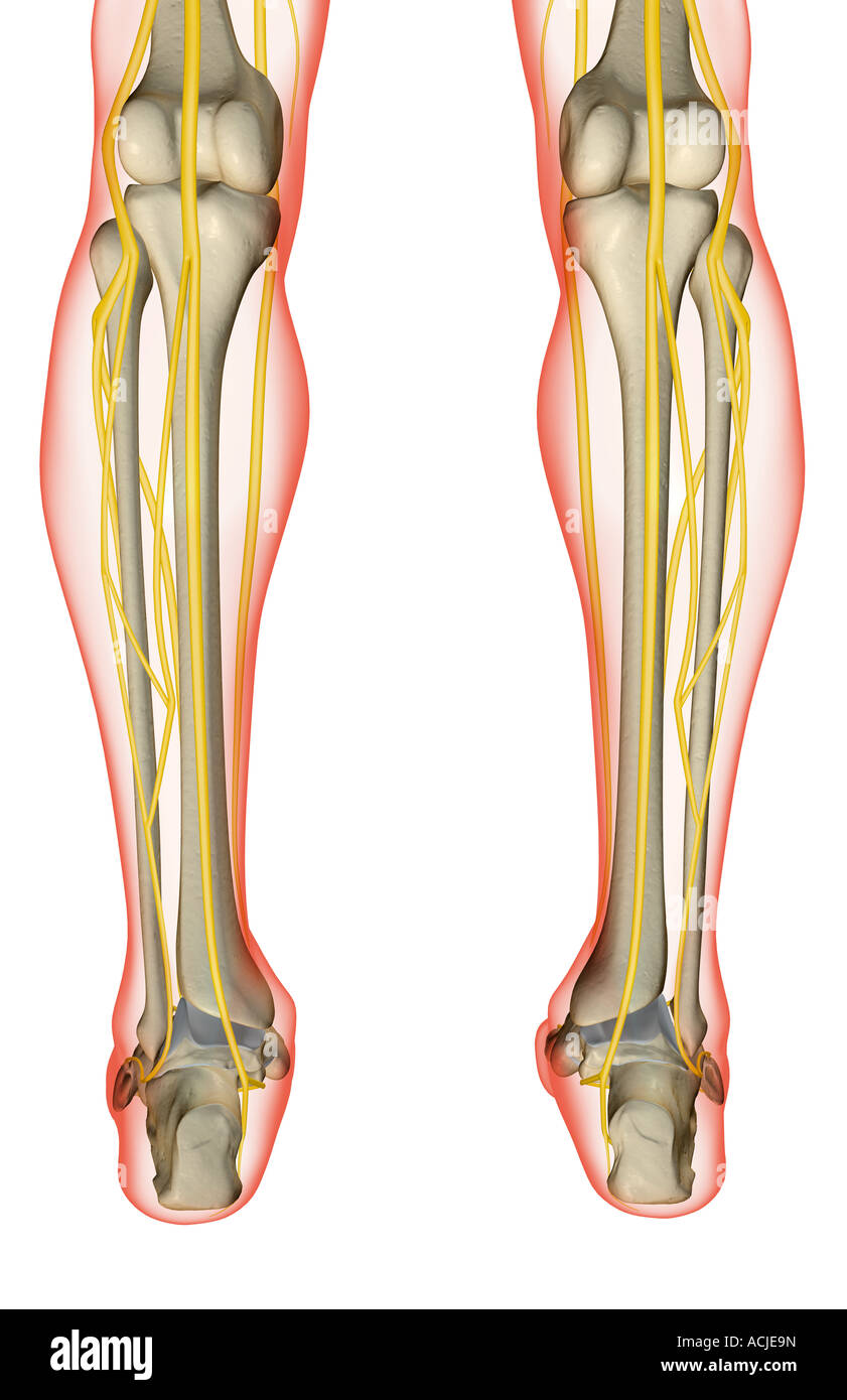 I nervi della gamba Foto stock - Alamy