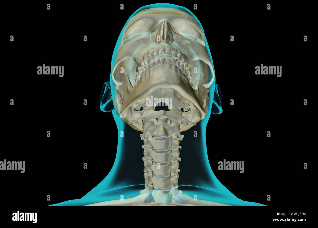 Anatomia della testa del collo immagini e fotografie stock ad alta ...