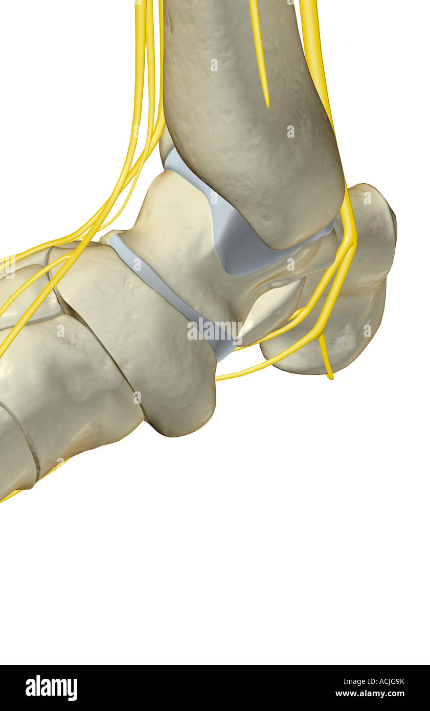 Nervo peroneo immagini e fotografie stock ad alta risoluzione - Alamy