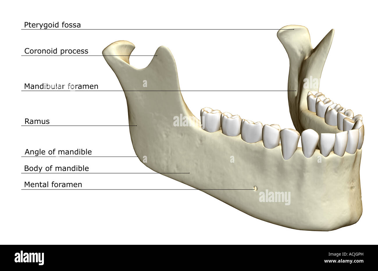 Mandibular fossa immagini e fotografie stock ad alta risoluzione - Alamy