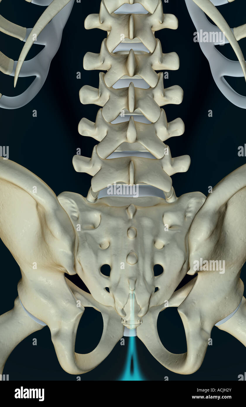 Human back skin bone immagini e fotografie stock ad alta risoluzione ...