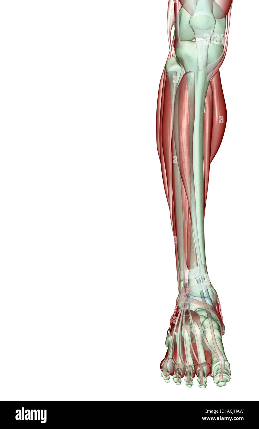 Tendini delle gambe immagini e fotografie stock ad alta risoluzione - Alamy
