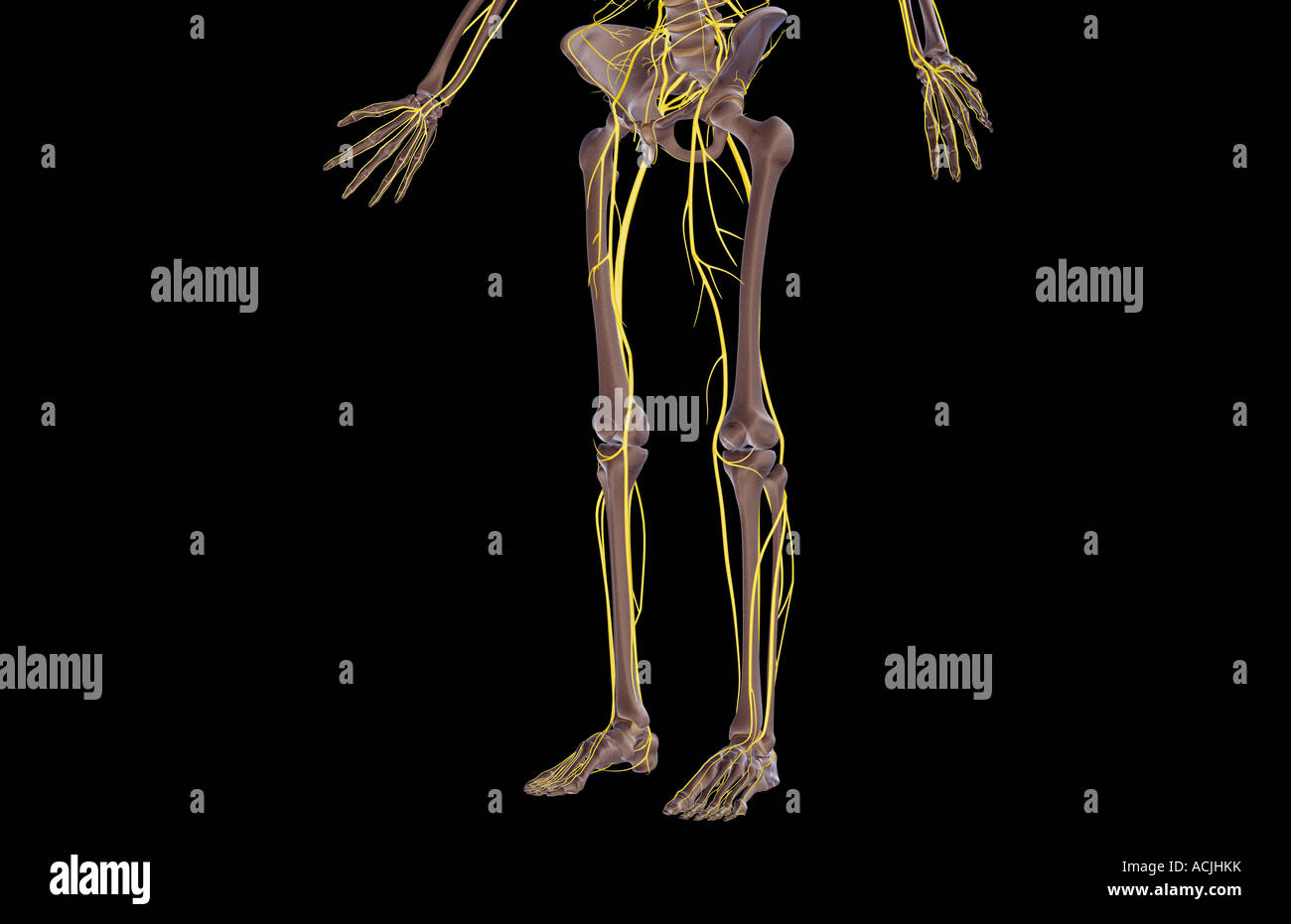 Nervo tibiale Immagini e Fotos Stock - Alamy