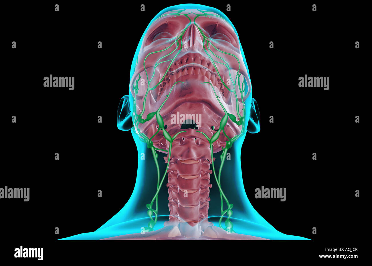 Linfonodi cervicali immagini e fotografie stock ad alta risoluzione - Alamy
