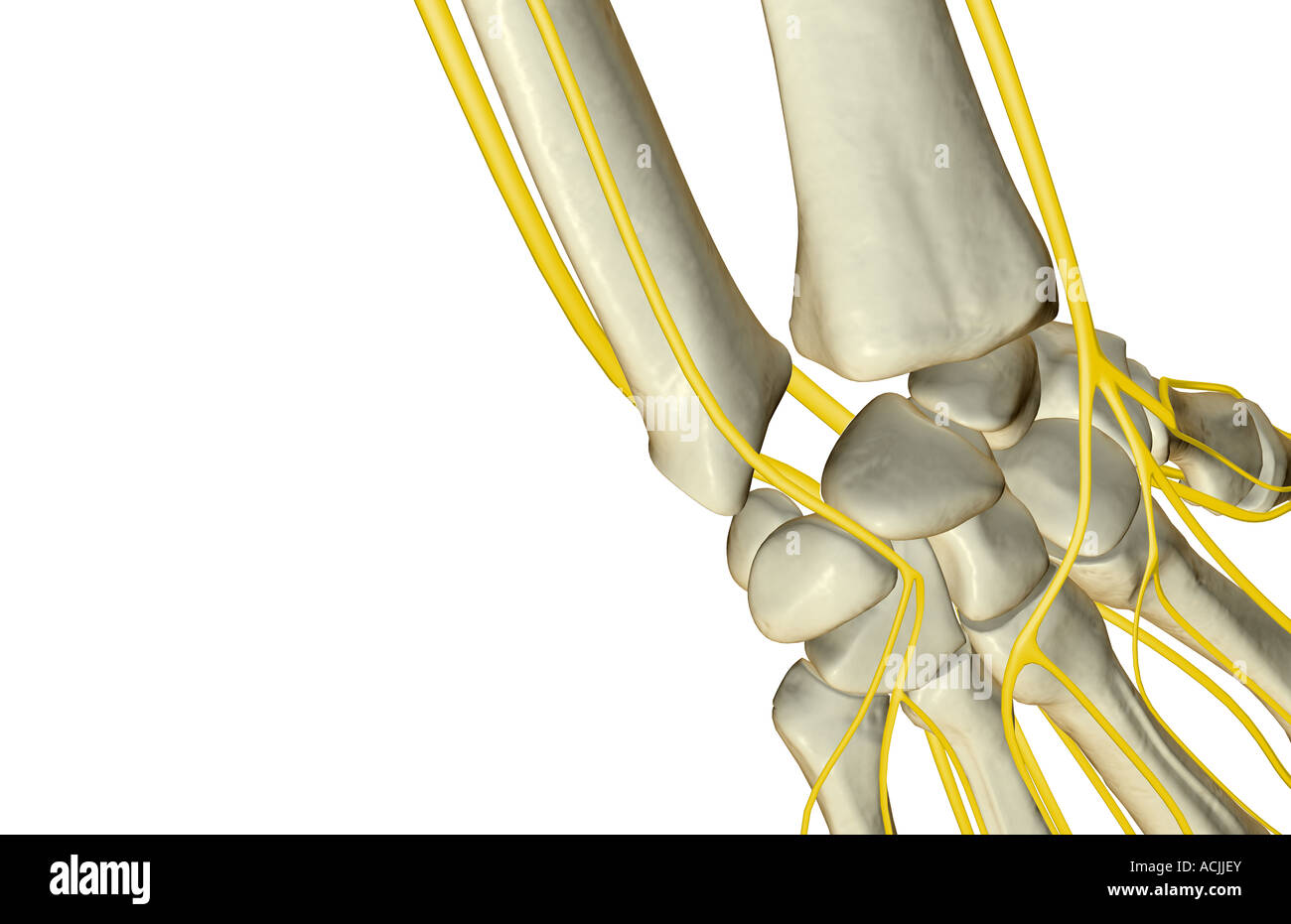 Radial nerve immagini e fotografie stock ad alta risoluzione - Alamy