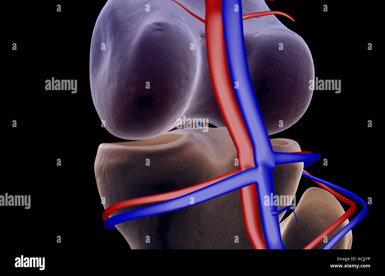 Genicular vein immagini e fotografie stock ad alta risoluzione - Alamy