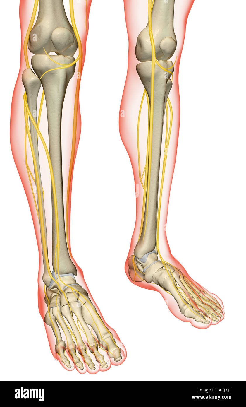 I nervi della gamba Foto stock - Alamy