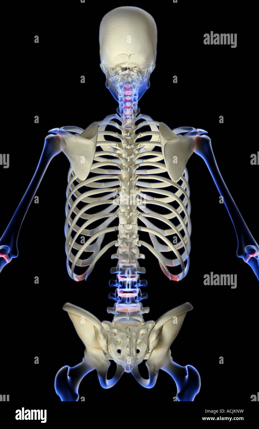 Scheletro assiale immagini e fotografie stock ad alta risoluzione - Alamy